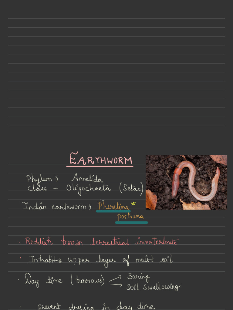 Earthworm | PDF | Anatomy | Animal Physiology