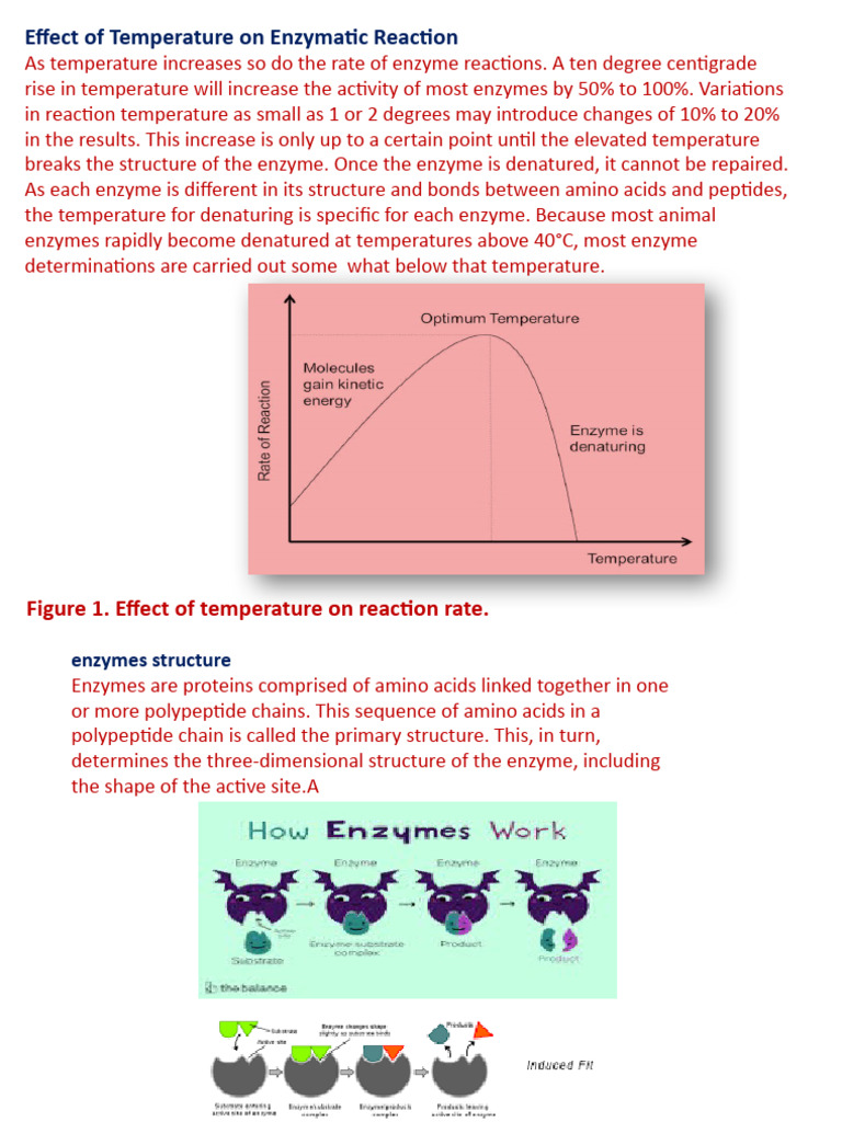 Effect of Temperature On Enzymatic Reaction | PDF | Enzyme | Active Site