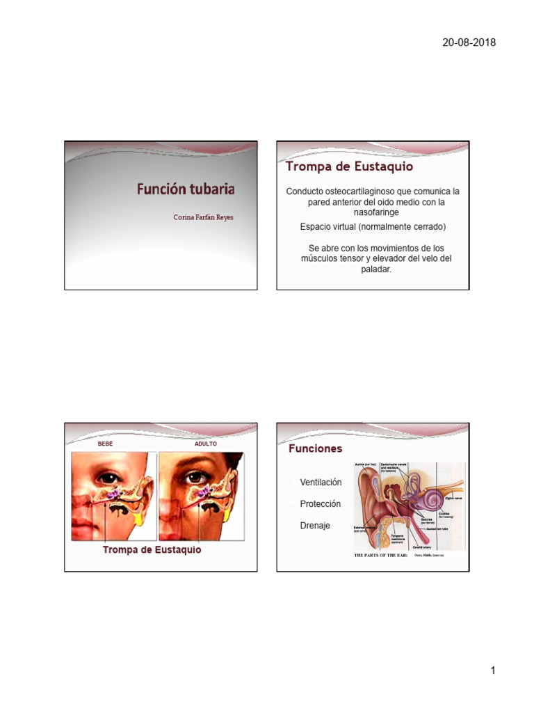 función tubaria (1) | PDF | Oído | Ciencias de la Salud función tubaria (1) | PDF | Oído | Ciencias de la Salud