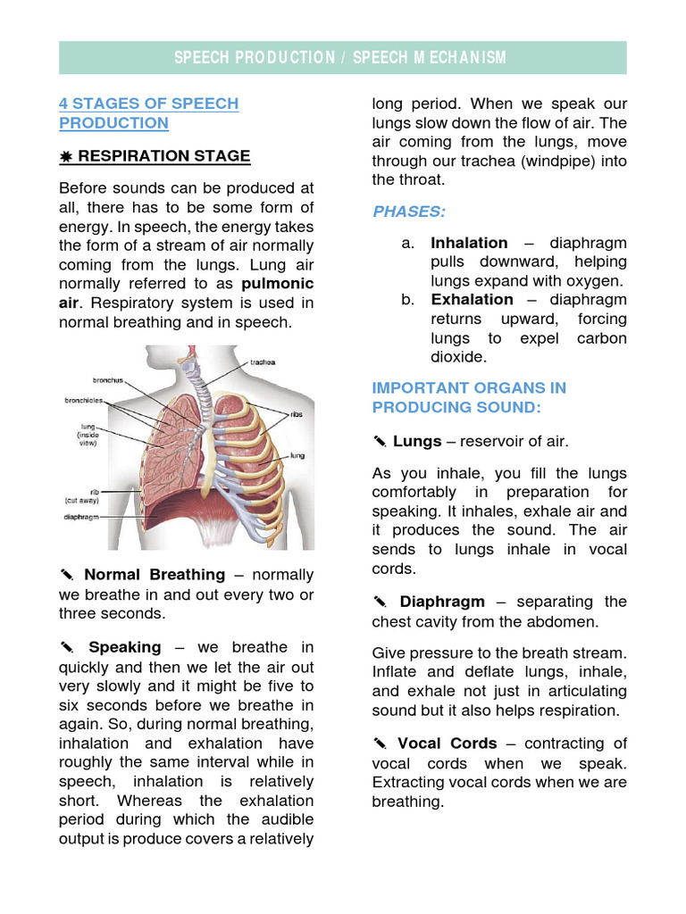 4 Stages of Speech Production | PDF | Linguistics | Phonetics