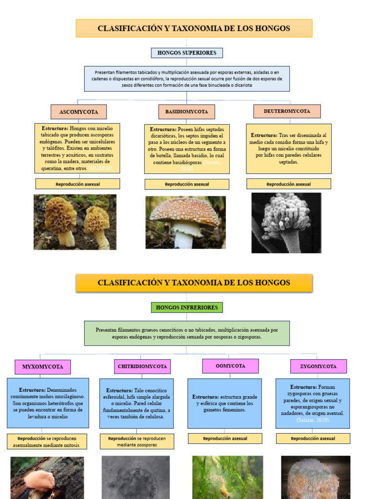 CLASIFICACION DE LOS HONGOS | PDF | Hongo | Micología