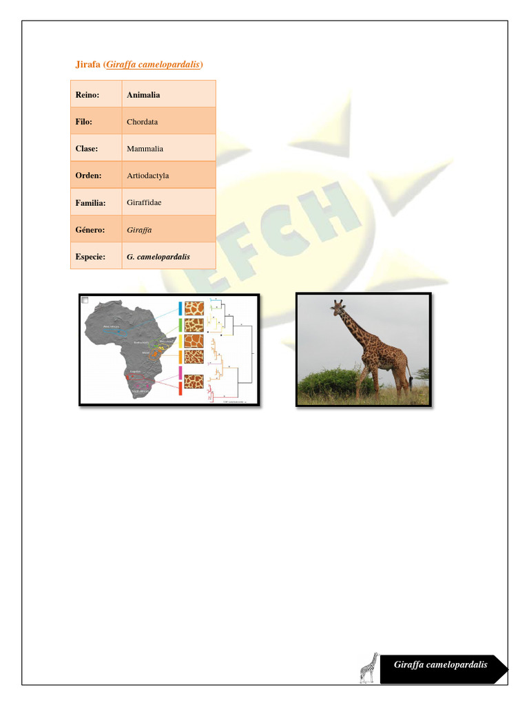 Jirafa Pdf Organismos