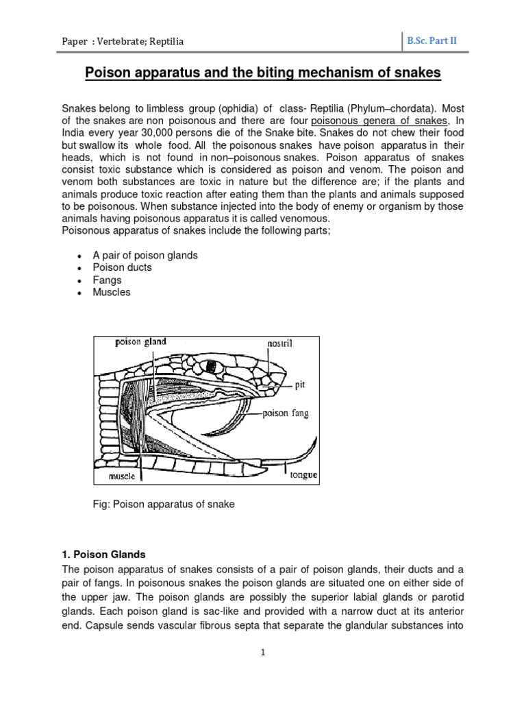 Poison Apparatus and The Biting Mechanism of Snakes | PDF | Human Anatomy