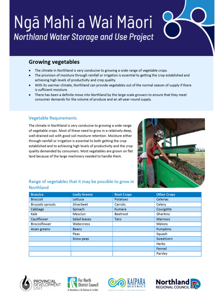 06 Vegetables Info Sheet Final | PDF | Vegetables | Potato