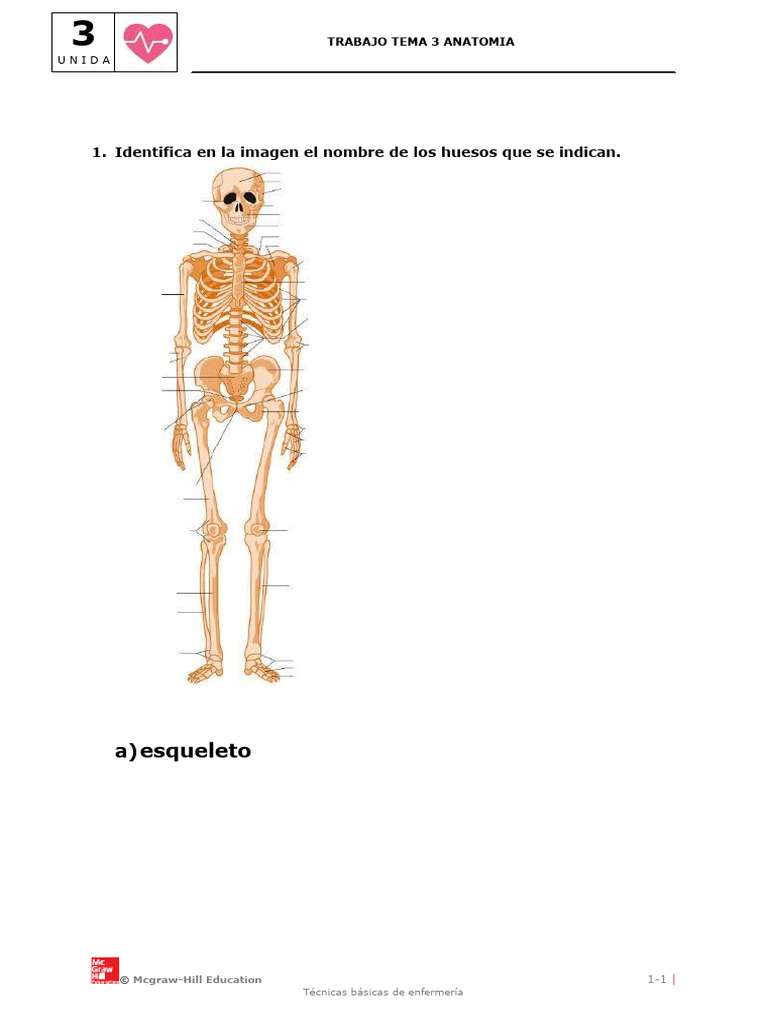 Trabajo Tema 3 Anatomia | PDF | Hueso | Sistema esquelético