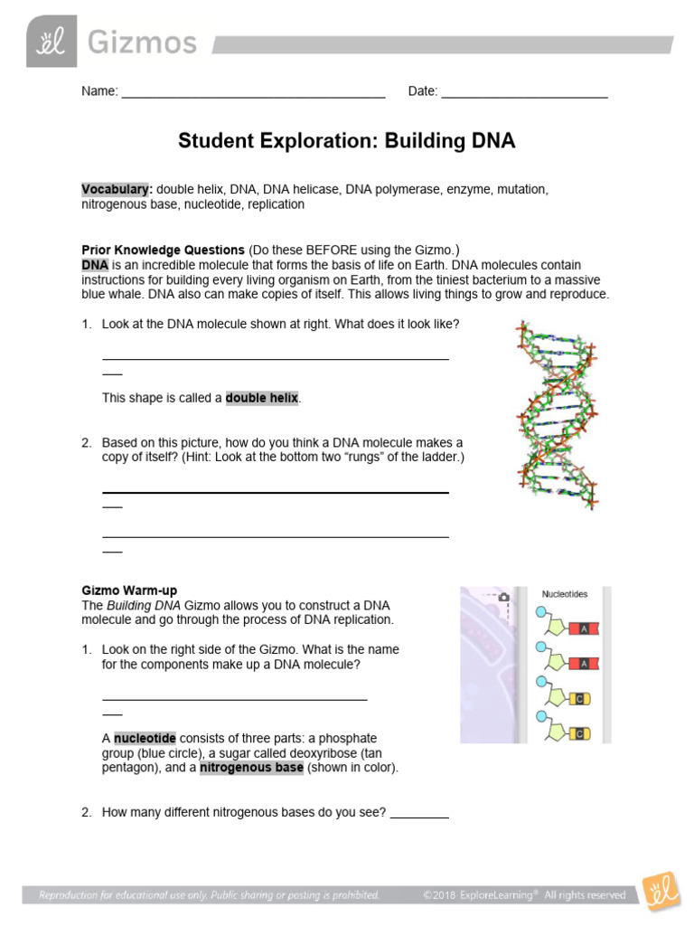 Building DNA Student Exploration | PDF | Dna | Dna Replication