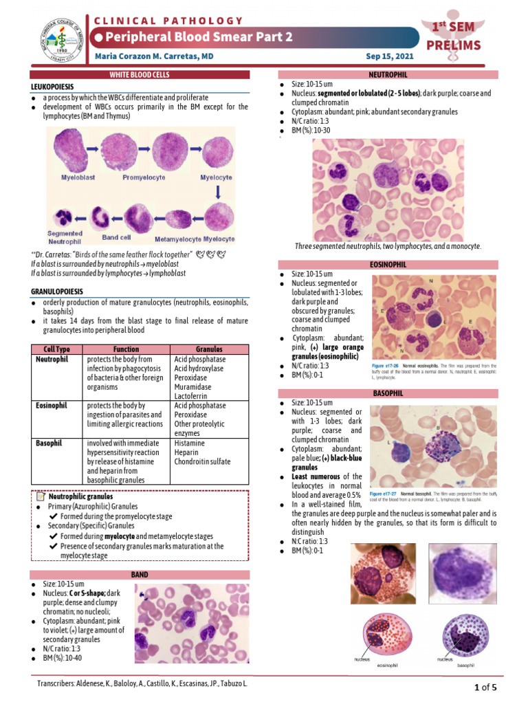 Peripheral Blood Smear Analysis: WBCs | PDF | White Blood Cell | Cell ...