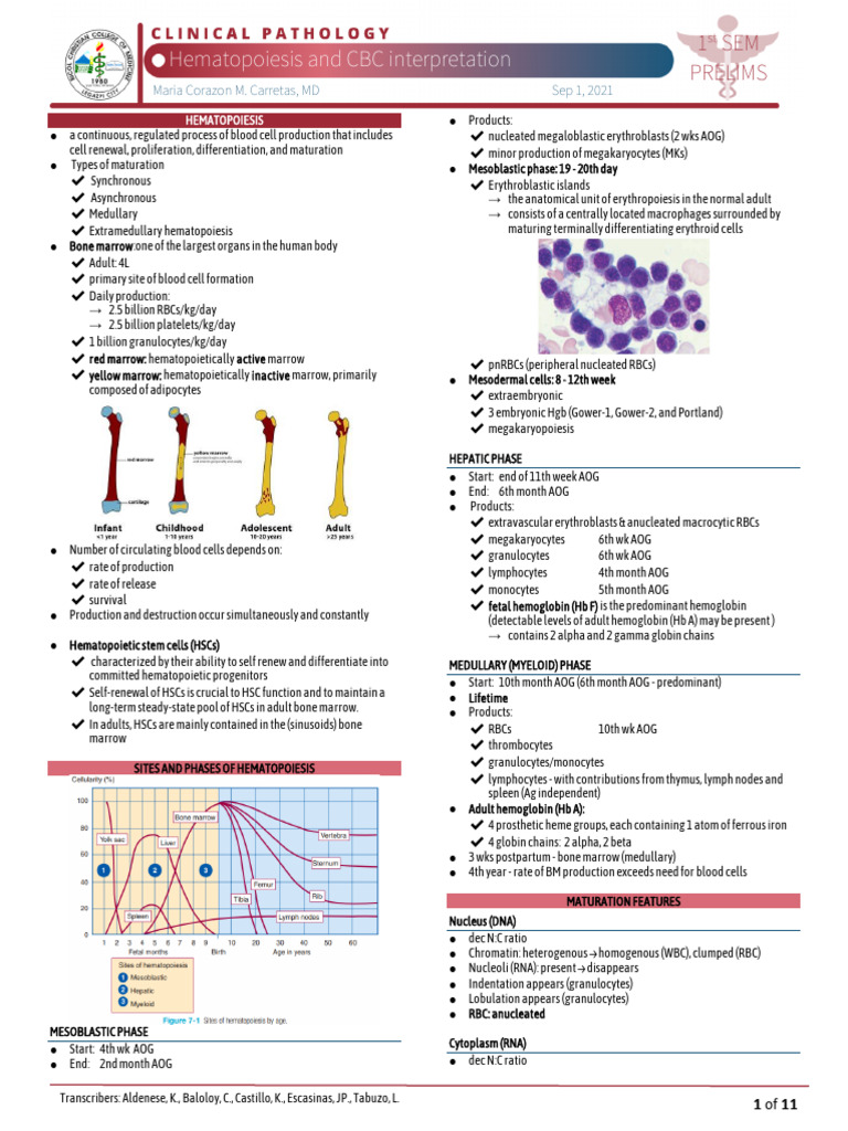 Clinical Pathology - Hematopoiesis - CBC Interpretation (Dr. Carretas) | PDF | Haematopoiesis ...