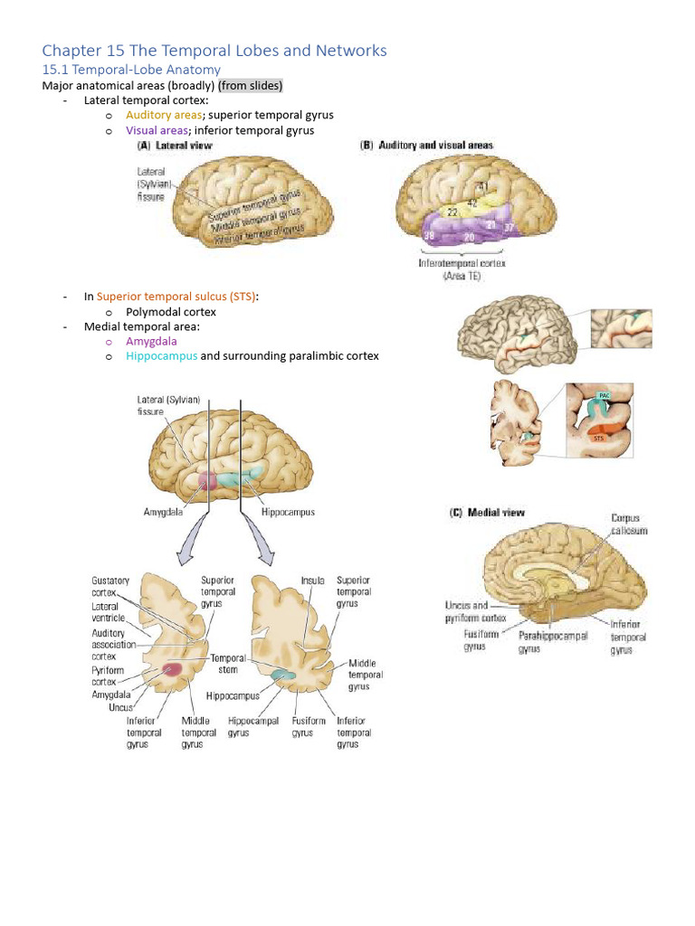 Chapter 15 The Temporal Lobes and Networks | PDF | Temporal Lobe ...