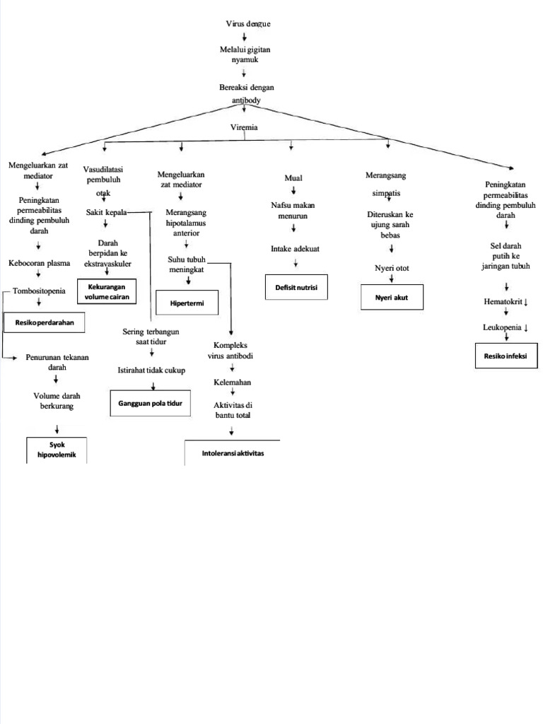 PDF Pathway DHF 1 - Compress | PDF
