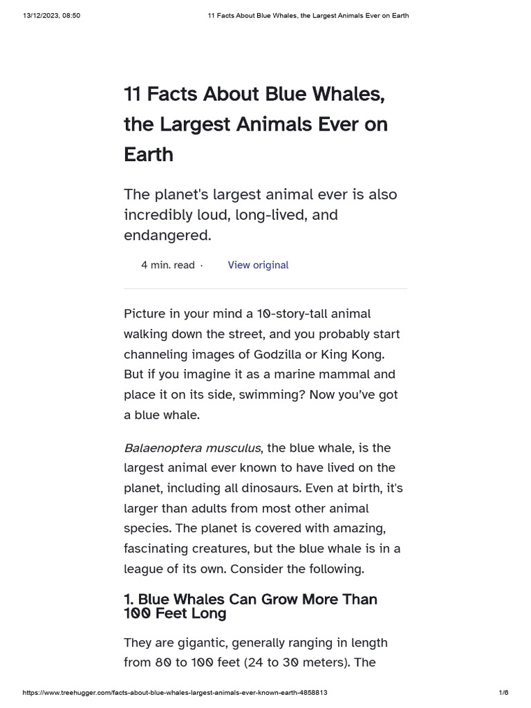 11 Facts About Blue Whales, The Largest Animals Ever On Earth | PDF ...