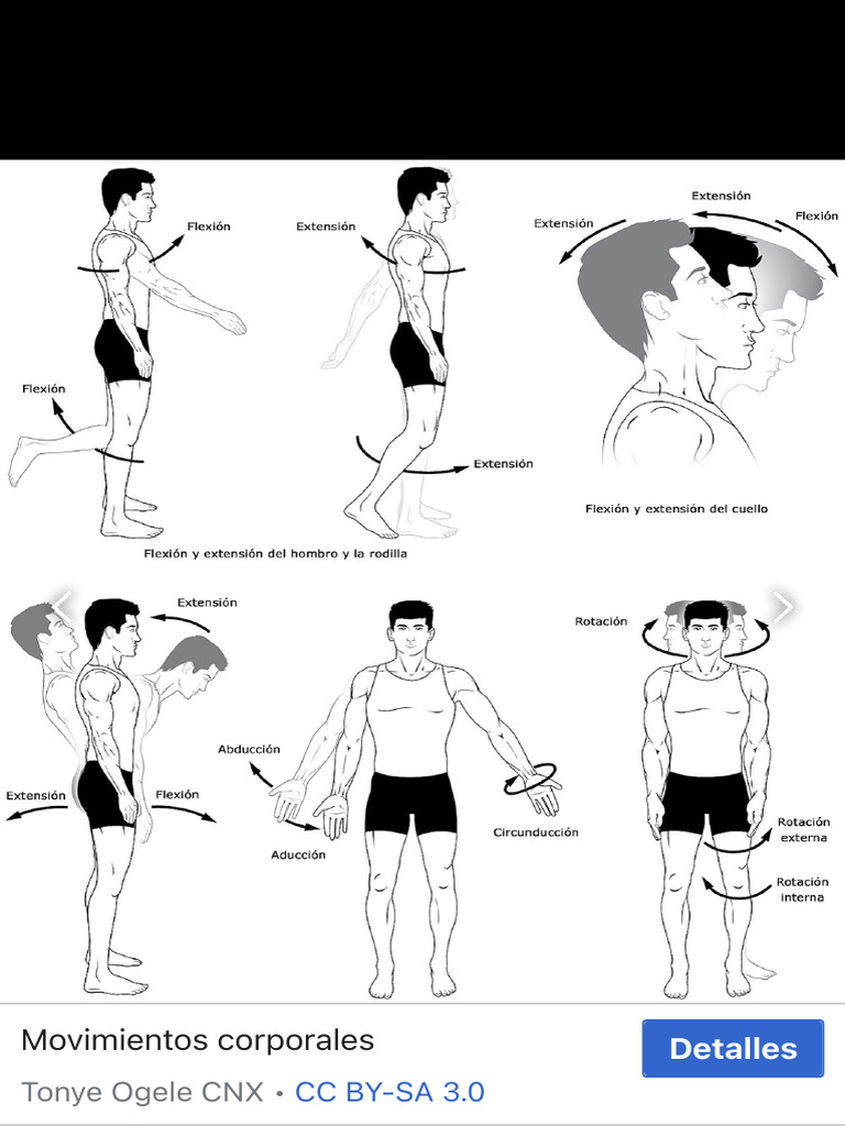 Aparato Locomotor - Wikipedia, La Enciclopedia Libre | PDF