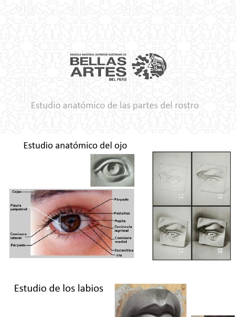 Anatomia 1 de Partes Del Rostro | PDF