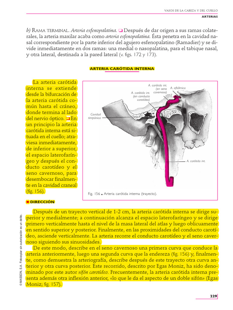 Anatomía de la Arteria Carótida Interna | PDF | Cabeza y cuello humanos ...
