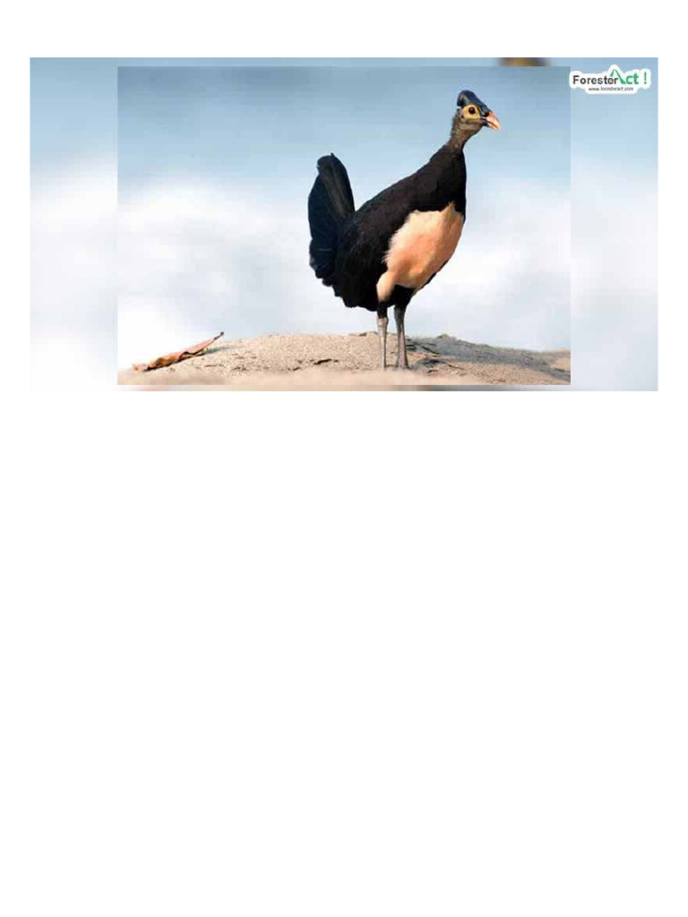 Burung Maleo | PDF