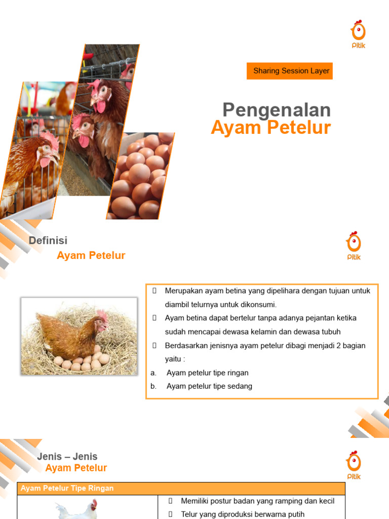 Pengenalan Ayam Petelur.pptx | PDF
