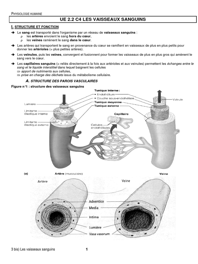 Types et structure des vaisseaux sanguins | PDF | Vaisseau sanguin | Veine