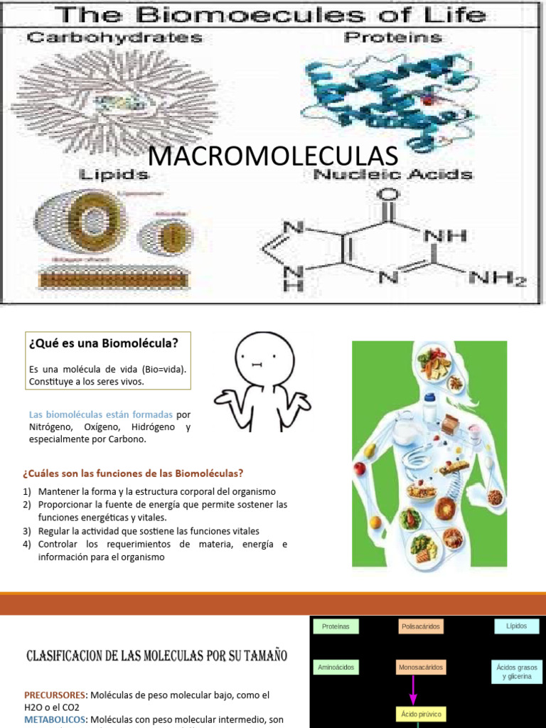 Macromoléculas | PDF | Carbohidratos | Organismos