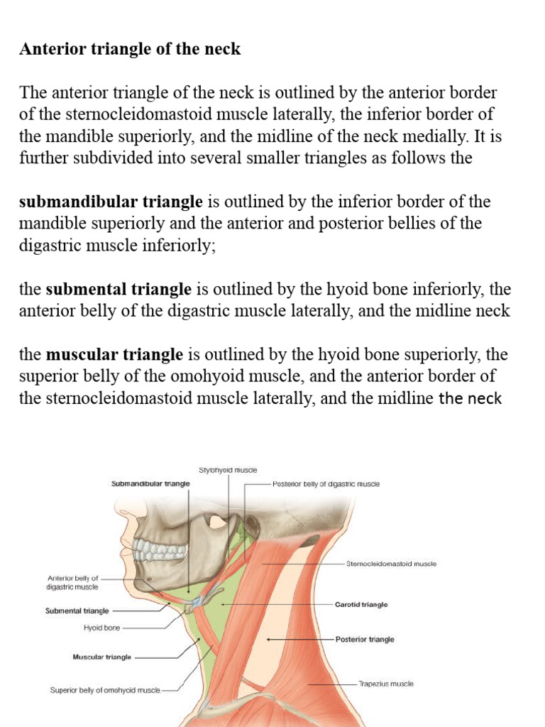 angle of the neck | PDF | Neck | Musculoskeletal System