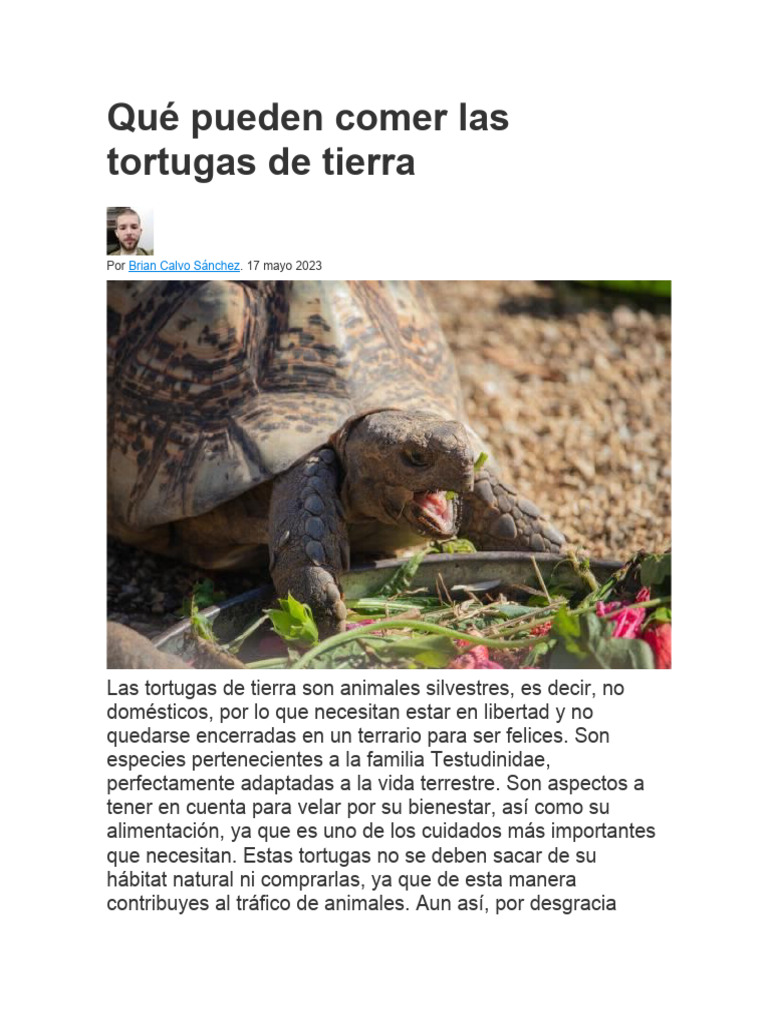 Qué Pueden Comer Las Tortugas de Tierra | PDF | Alimentos | Vegetales