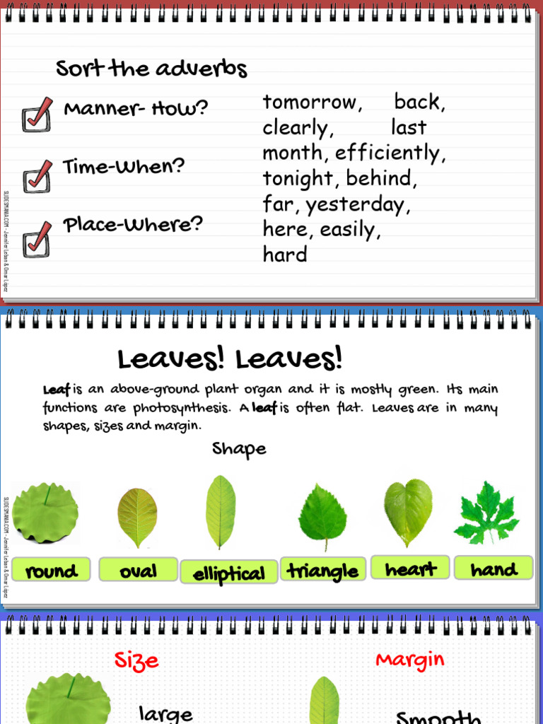 Leaf Description - PPT For Children..adverb Recap | PDF | Leaf | Plants