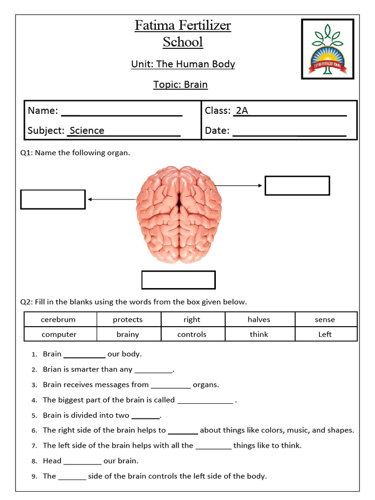 Brain Worksheet Rev 1-3 | PDF