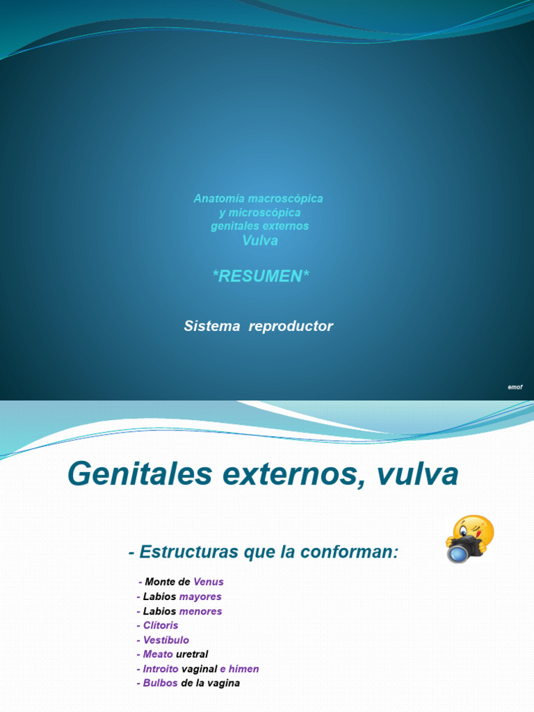Anat Gen Ext Vulva Resumen | PDF | Labios | Clítoris