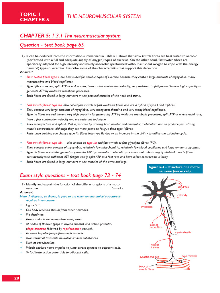 Ch5 Answers | PDF | Skeletal Muscle | Muscle Contraction