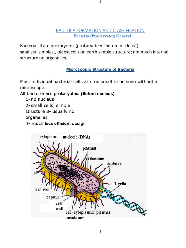 Bacteria Formation Classification | PDF | Bacteria | Cell (Biology)