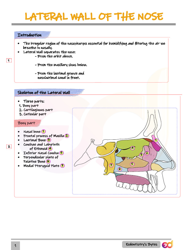Lateral Wall of Nose | PDF | Human Nose | Human Head And Neck