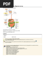 FileDigestive System Without Labels - SVG - Wikime | PDF ...
