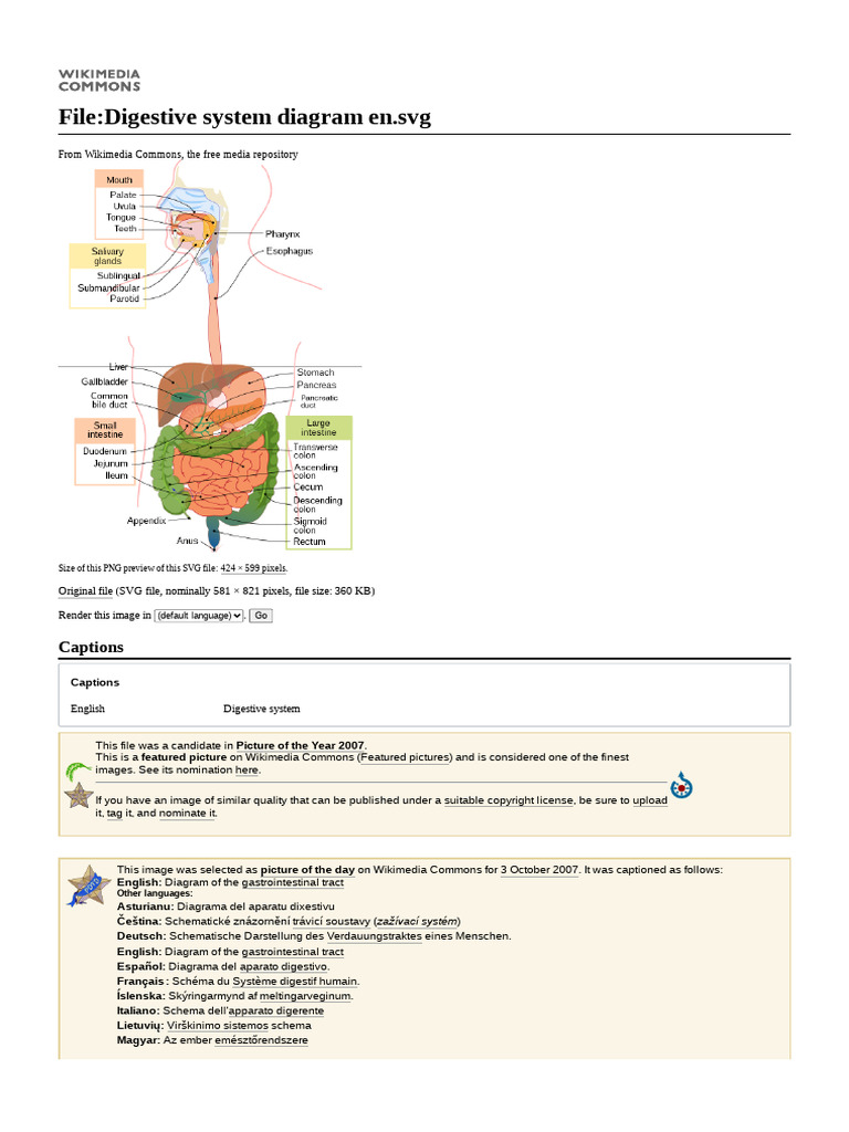 File Digestive System Diagram en.svg | PDF | Creative Commons License ...