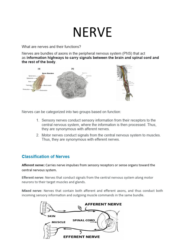 NERVES | PDF | Nerve | Central Nervous System