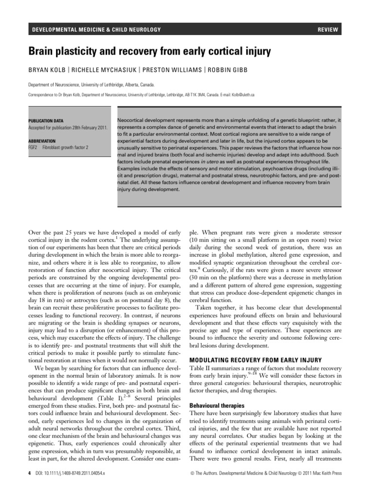 Brain Plasticity and Recovery From Early | PDF | Cerebral Cortex ...