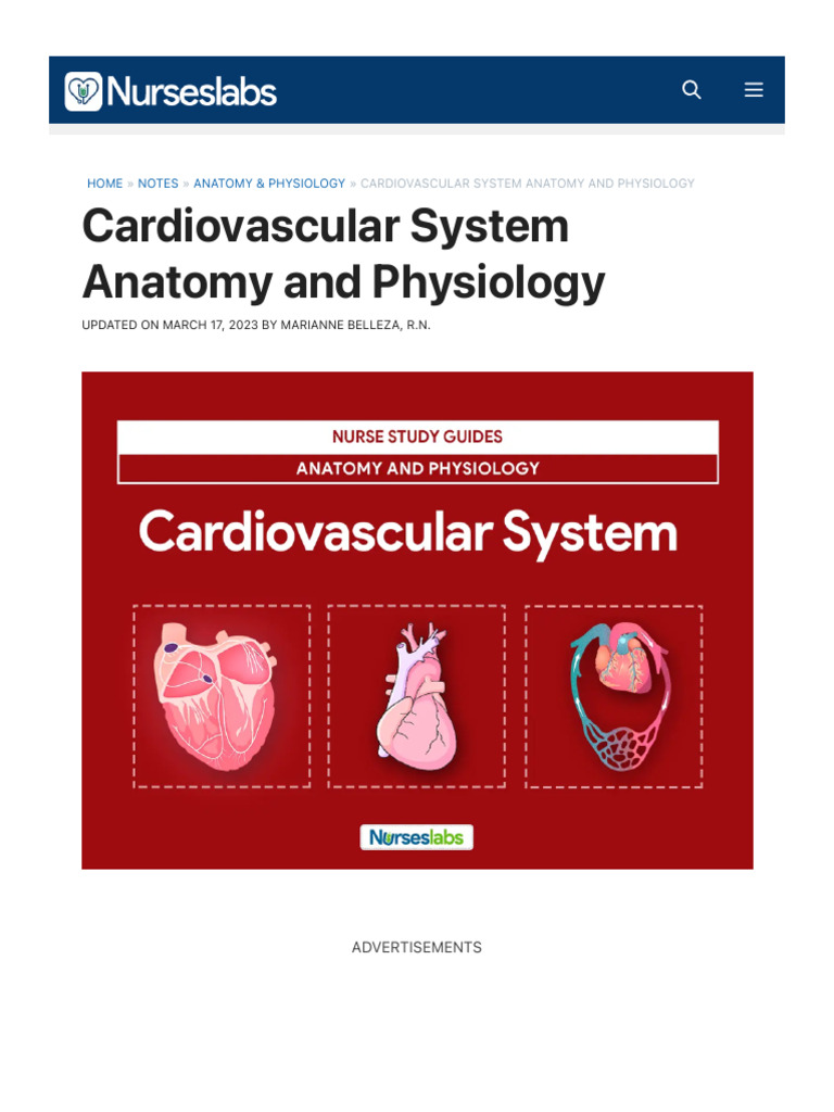 Cardiovascular System Study Guide | PDF | Heart Valve | Heart