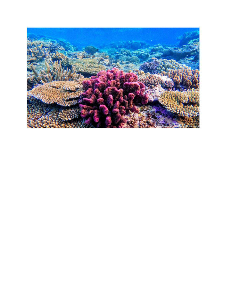 Coral Reef | PDF