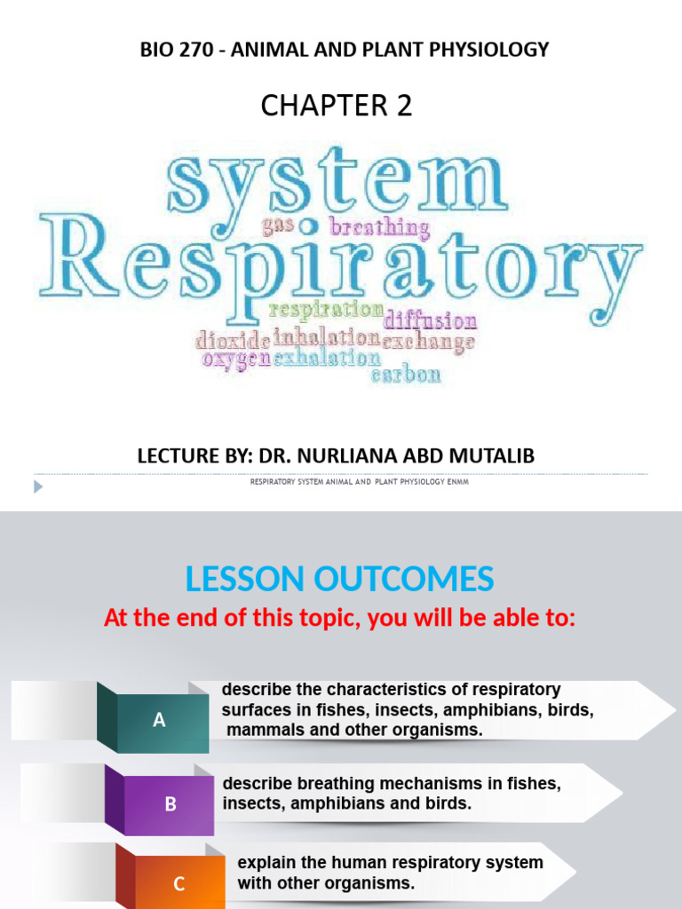 Chapter 2 Respiratory System | PDF | Respiratory System | Lung