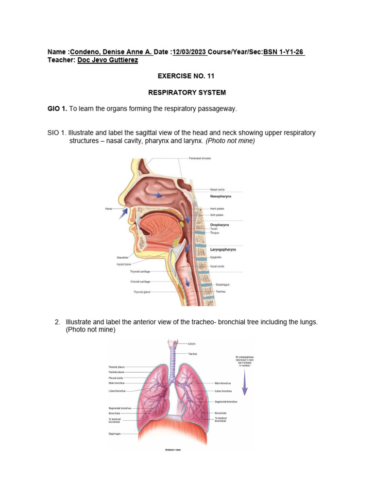 EXERCISE NO. 11 Respiratory | PDF | Exhalation | Lung