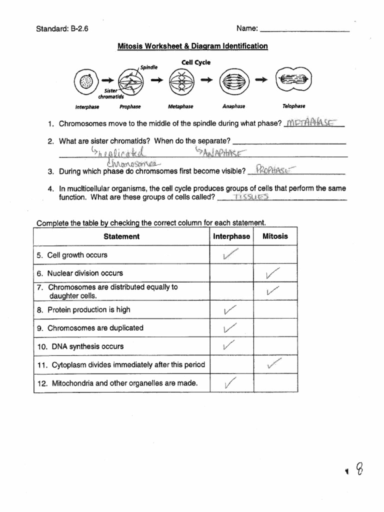 Mitosis Worksheet 1 | PDF