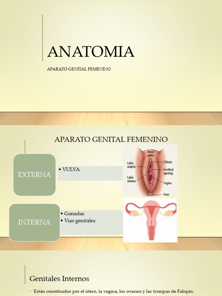 Anatomia 2. | PDF | Pelvis | Vagina