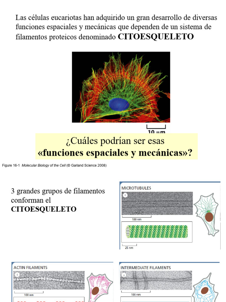 Unidad 9 - 2023 Citoesqueleto - 4 Clases PDF | PDF | Microtúbulos | Actina