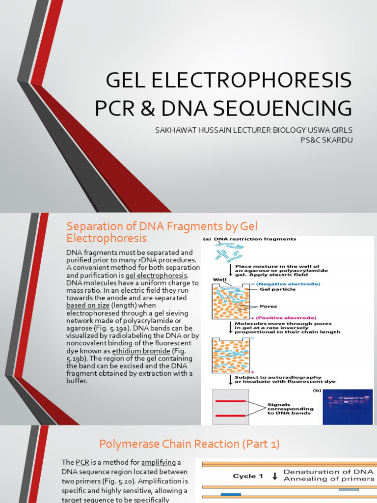 Dna Sequencing | PDF | Polymerase Chain Reaction | Dna Sequencing