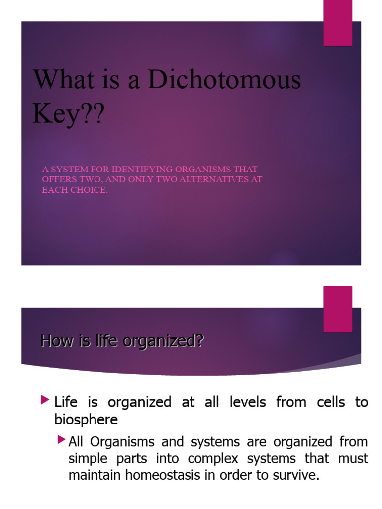 Year 9 Unit 3 Dichotomous Keys | PDF | Tooth | Whales