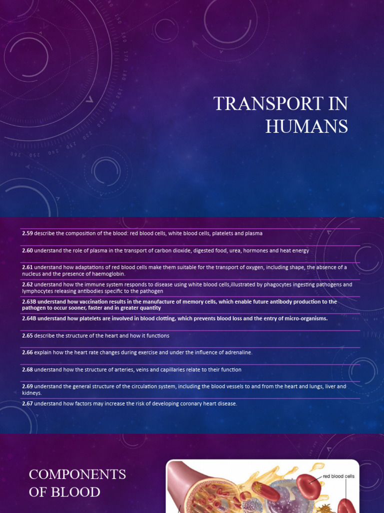 Transport in Humans IGCSE Biology | Download Free PDF | Vein | Artery