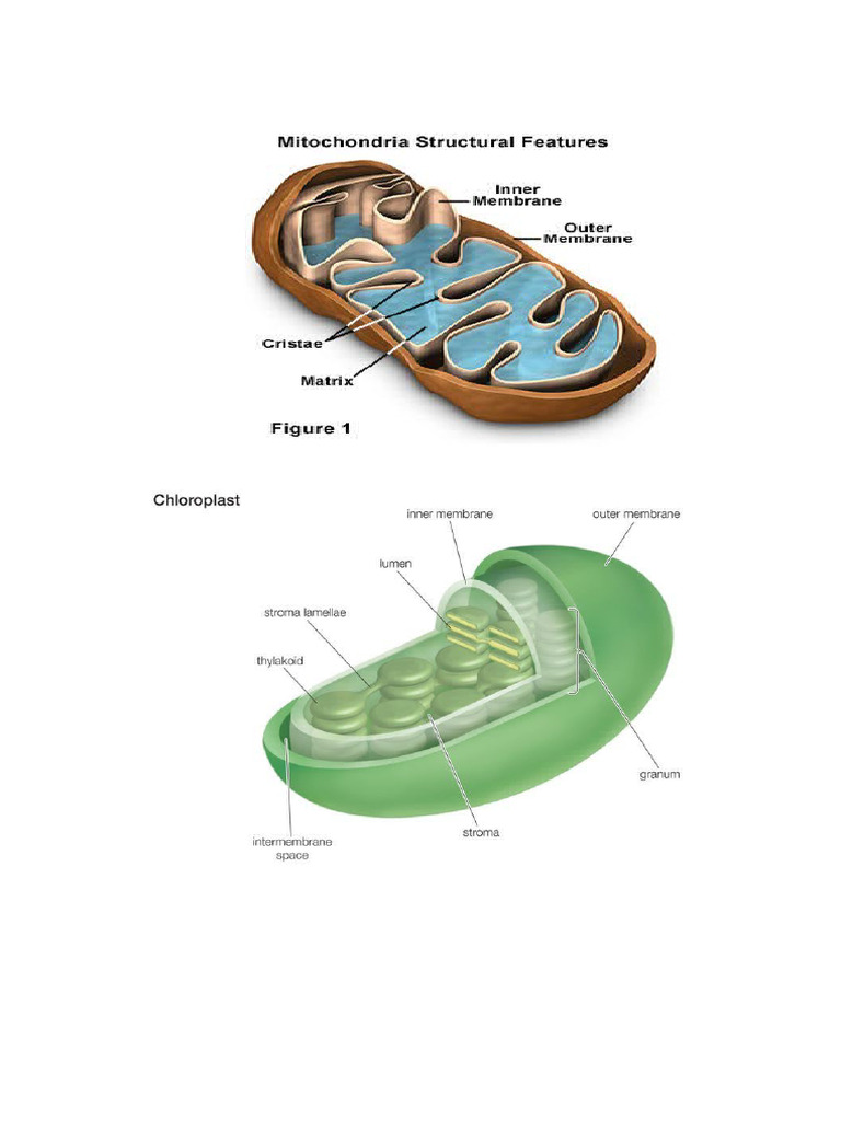 Chlorplast and Mitochondria | PDF