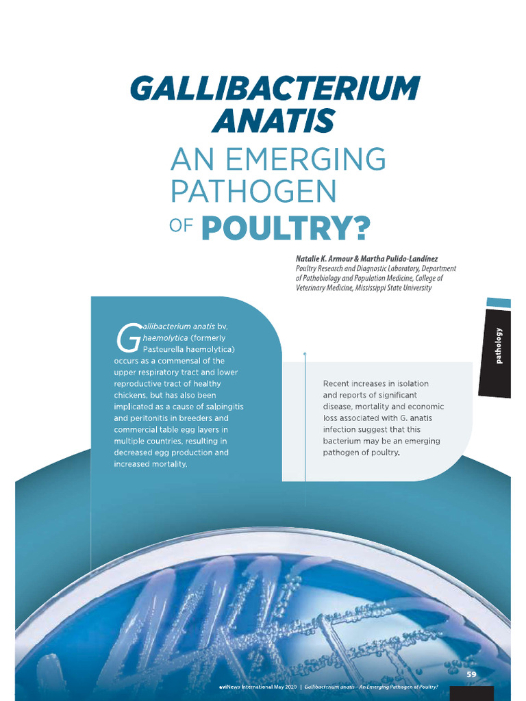 Gallibacterium Anatis An Emerging Pathogen of Poultry | PDF