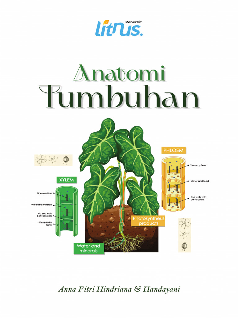 Anatomi Tumbuhan: Struktur & Fungsi | PDF | Griya & Taman | Kesehatan Holistik