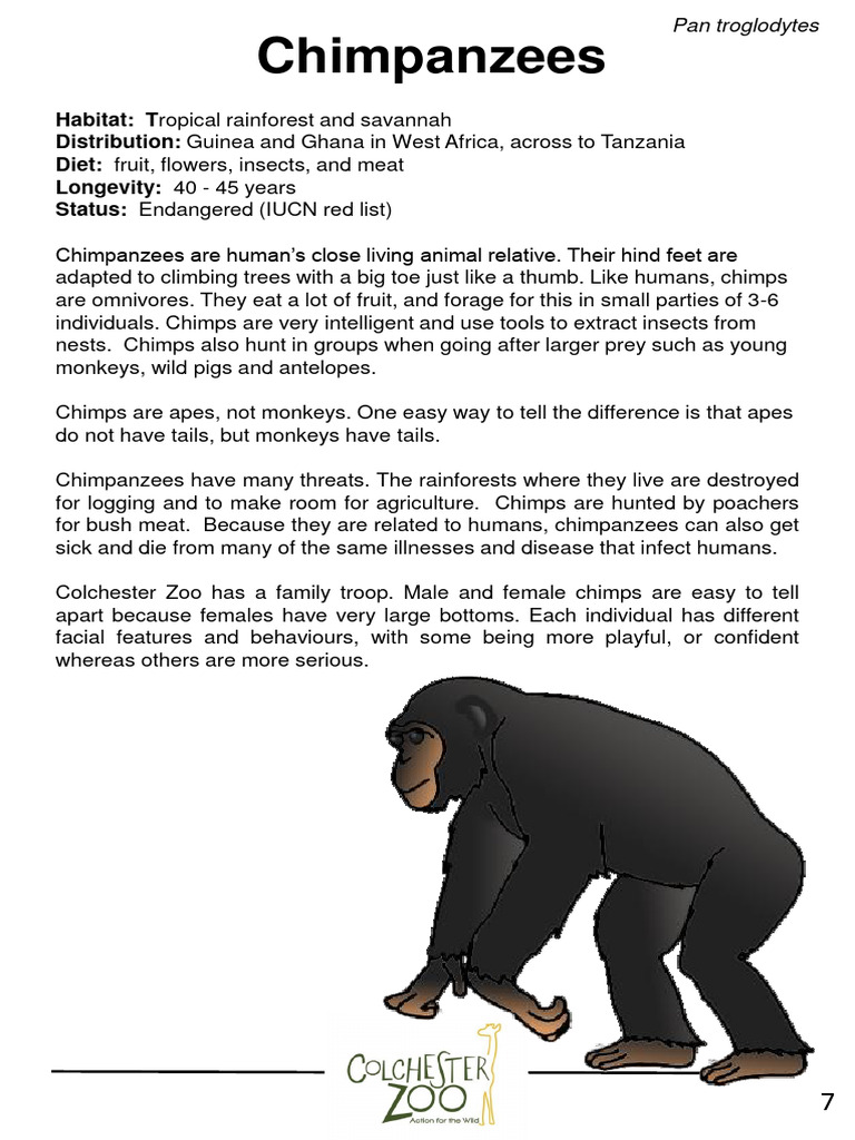 Rainforest | PDF | Chimpanzee | Rainforest