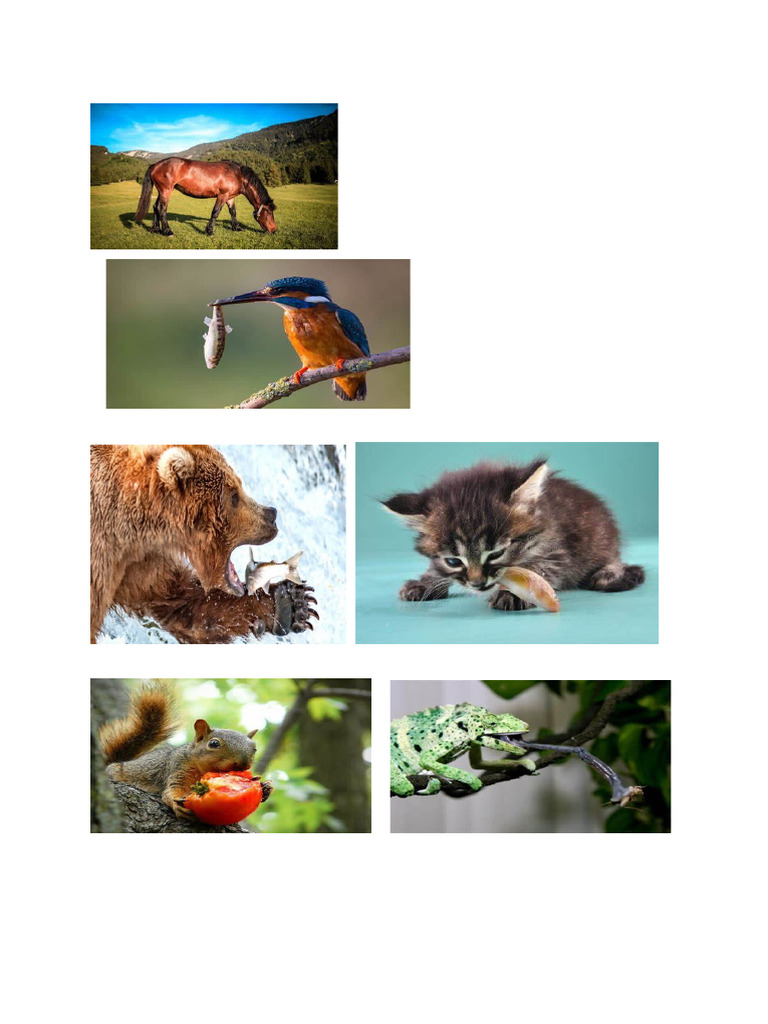 Avtivity 3 COIdentify The Animal Then Identify The Body Part of Animals ...