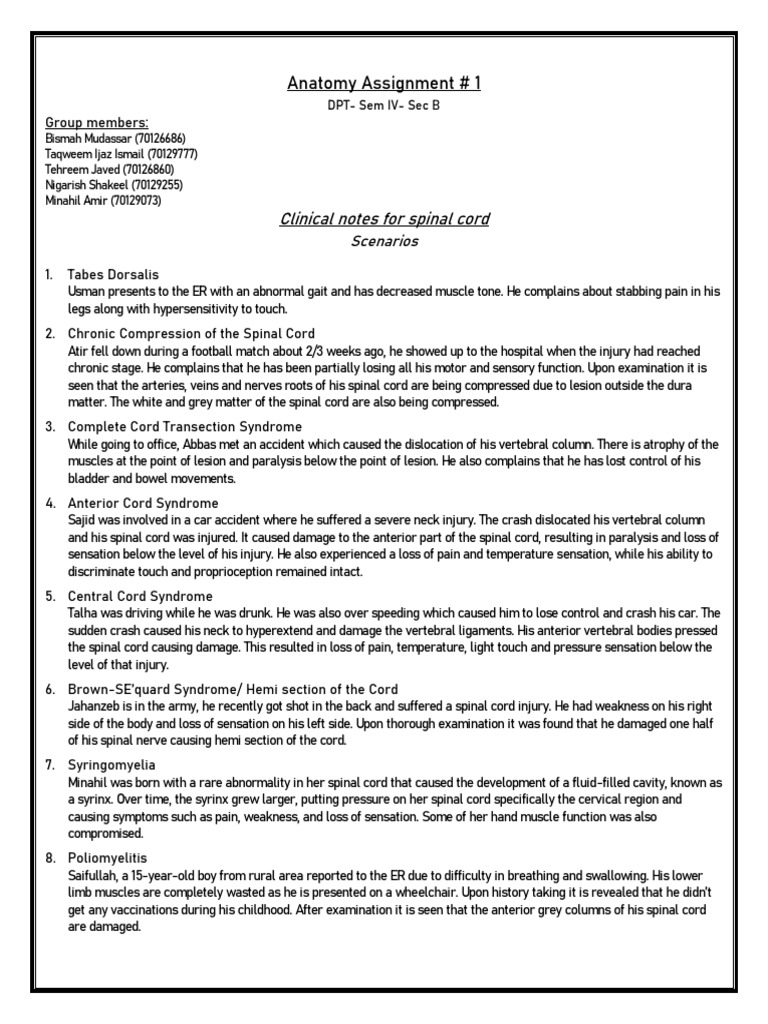 Anatomy Assignment 11 | PDF | Vertebral Column | Spinal Cord